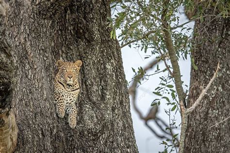 Okavango Deltas Treedwelling Leopard Game Panthera Outdoors Photo