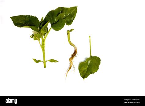 The Picture Shows Green Shoots Of A Sunflower And A Separate Root