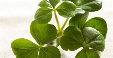 Irish Accent Named The Third Sexiest In The World Spin1038