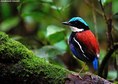 遂に撮れた憧れのズアオヤイロチョウ Nov 2023