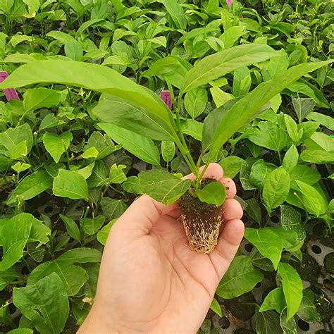 Passion Fruit Maracuya Possum Purple Set Of 4 Starter Live Plants
