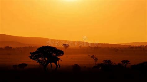 Giraffe Silhouette At Sunset Near A Tree In The African Savanna Stock