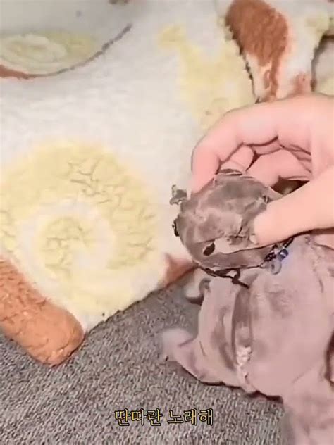 사촌형이 만들어줌세상의 뽕짝에 신이 있따묘온~ Youtube