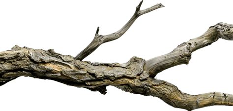 Tree Branch Png Pngs For Free Download