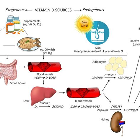 Pathway Of Vitamin D Adapted From Scymczak Pajor Et Al 43 Vdbp
