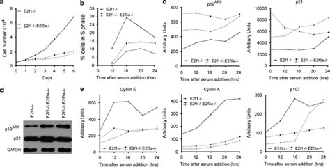 E2f1e2f3a Mouse Embryonic Fibroblast Mef Lines Show Defects In