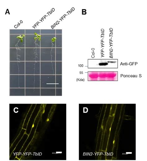Figure 2 Phenotype And Subcellular Localization Of Yfp Yfp Tbid And