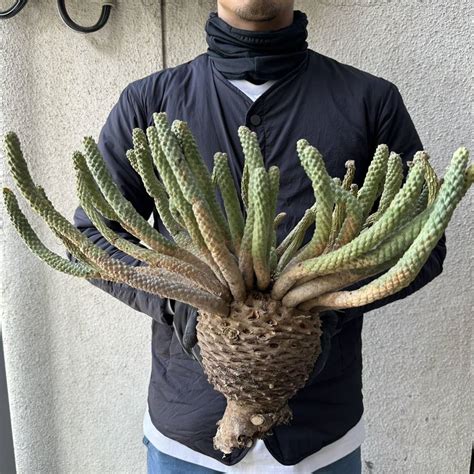 【やや傷や汚れあり】e8 Euphorbia Esculenta ユーフォルビアエスクレンタ 閻魔キリン 現地球 検 グラキリ ス デセプタ