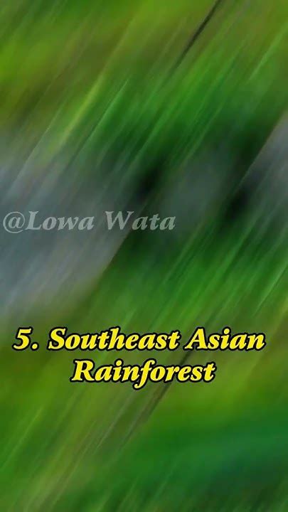 ලෝකයේ විශාලතම වැසි වනාන්තර The 10 Largest Rainforests In The World😱