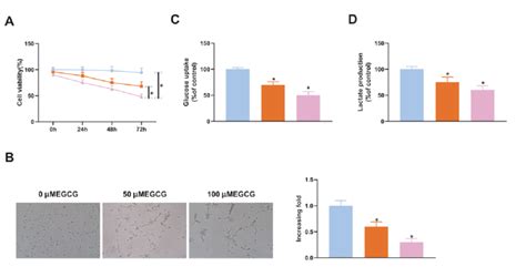 EGCG Concentration Dependently Restrains Cell Viability Angiogenesis