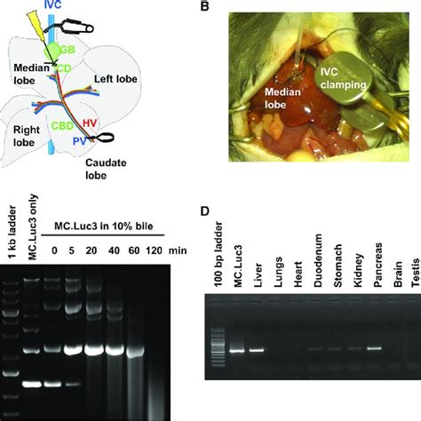 Outline Of HRII And Evaluation Of Vector DNA Stability And