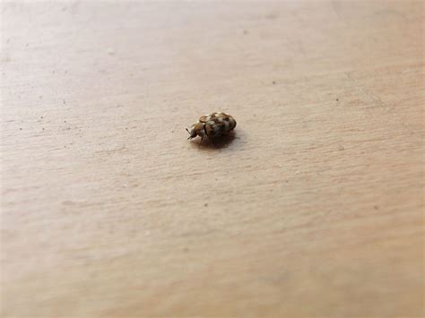 How To Get Rid Of Tiny Flying Bugs On Light Fixtures Naturally Bugwiz