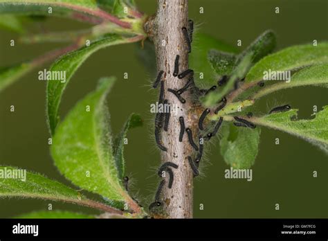 Small Eggar Eriogaster Lanestris Caterpillars Hi Res Stock Photography