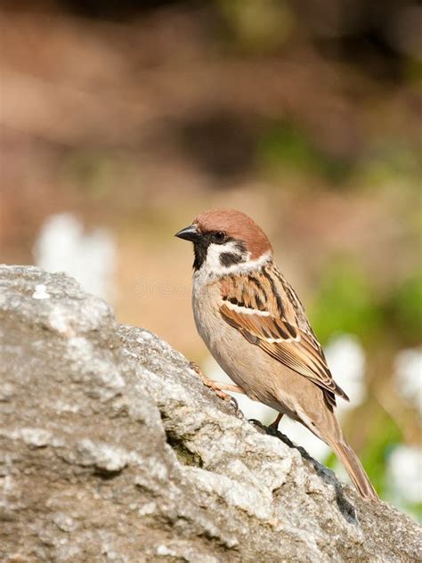 Tree Sparrow Stock Photo Image Of Sparrow Wildlife 14533932