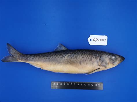 Clupea Pallasii