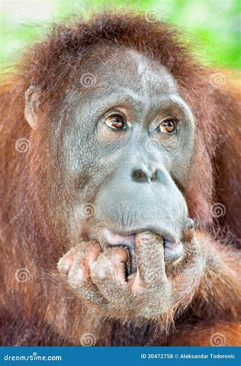 Orangutang I Djungeln Av Java Indonesien Arkivfoto Bild Av Skog ärm