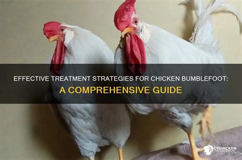 Effective Treatment Strategies For Chicken Bumblefoot A Comprehensive