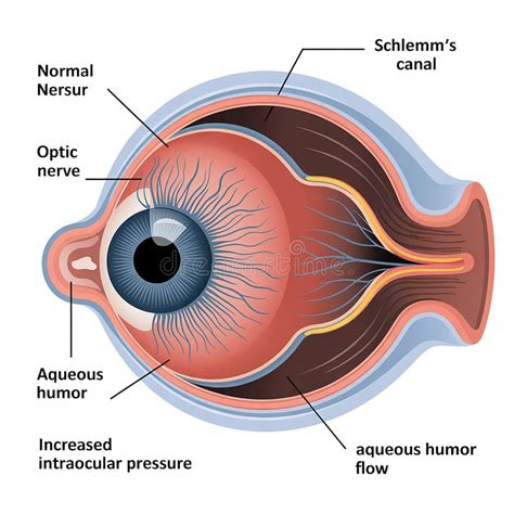 Human Eye Anatomy Cross Section Educational Tool Stock Illustration