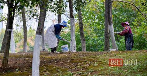 给树干穿上“白大褂”，沙湖公园入冬前为树木刷白腾讯新闻