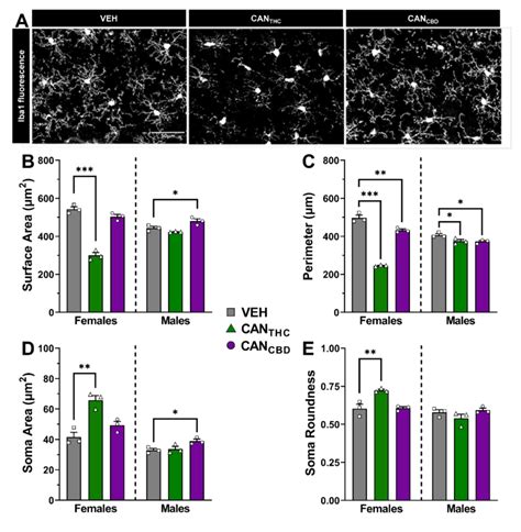 Adolescent Cannabis Vapor Self Administration Affects Mpfc Microglial Download Scientific