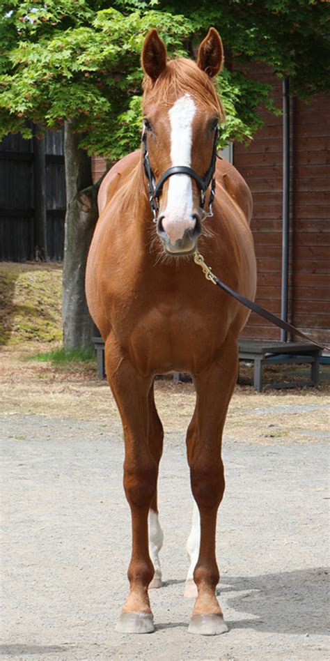 有限会社大狩部牧場売り馬情報ページ