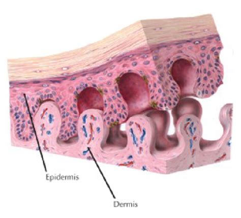 MSK System Exam Flashcards Quizlet