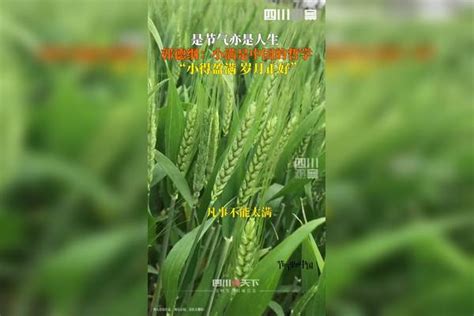 小满盈满岁月正好