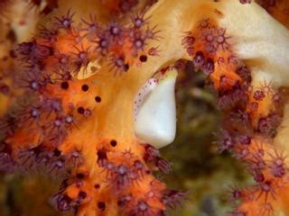キンスジケボリ Izuzuki海の生き物大図鑑 笑