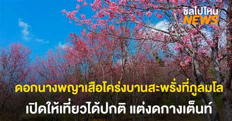 ดอกนางพญาเสือโคร่งบานที่ภูลมโล นักท่องเที่ยวสามารถเที่ยวได้ปกติ ปิดเฉพาะลานกางเต็นท์ ชิลไปไหน