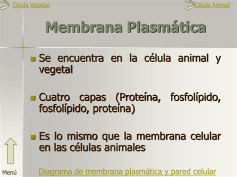 Membrana Celular Y Plasmatica Es Lo Mismo Compartir Celular
