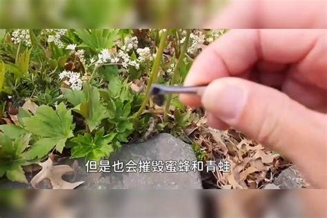跟黄蜂交朋友？这是怎么办到的？真的有被暖到黄蜂