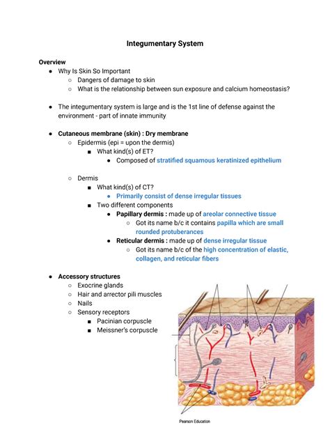 Lecture 4 Integumentary System Integumentary System Overview Why Is