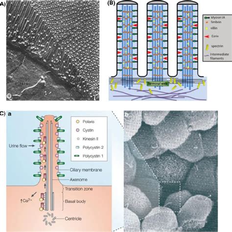 Ultrastructure Of The Endothelial Glycocalyx Layer Egl A An