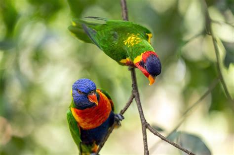 Rainbow Lorikeets Parrots Pair Free Photo On Pixabay