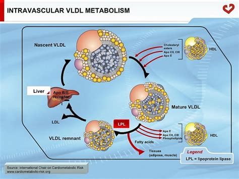 1 Cholesterol Ester Transfer Protein Cetp In Plasma Takes