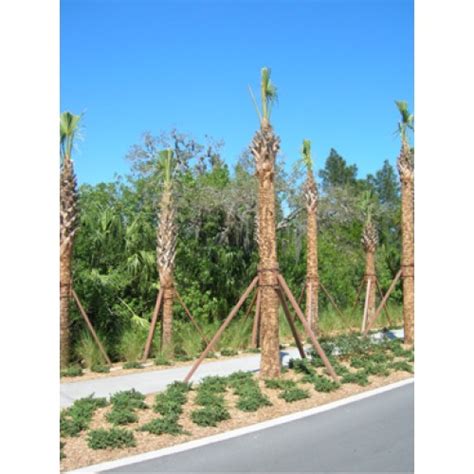 Sabal Palm Cabbage Palm Sabal Palmetto 20 30 Clear Trunk Slick