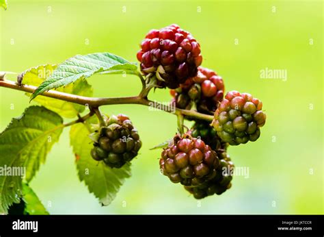 Growing Raspberry Unripe Fruit Smooth Blurry Green Background Stock