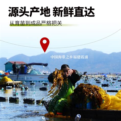 霞浦盐渍海带苗嫩苗新鲜火锅凉拌食材海带芽非特级非裙带菜非干货 虎窝淘
