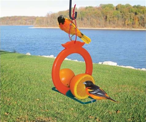 How To Attract Orioles To Your Yard