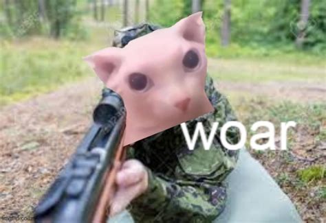 Cat War Imgflip