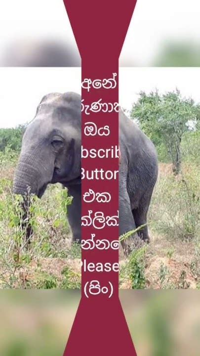 ශ්‍රී ලංකාවෙන් ලොව සිටින කුඩාම අලියා වාර්තා වෙයි Subscribe Please