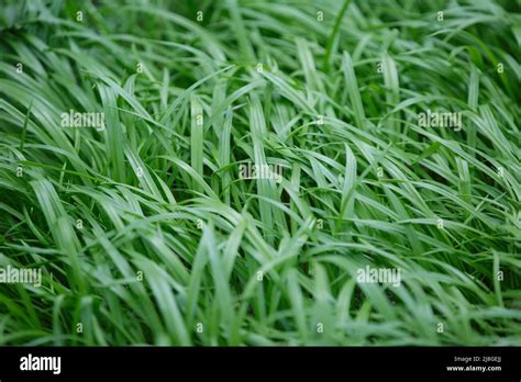 Wild Forest Grass