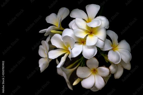 Plumeria Is National Flower Of Laos Peoples Democratic Republic Stock