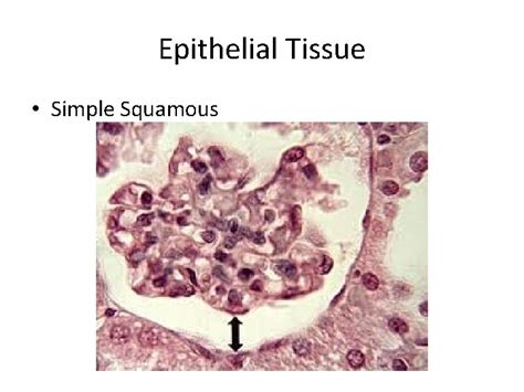 Cell Journal By Aj Warzecha Epithelial Tissue Simple