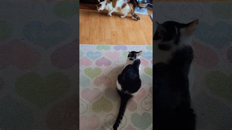 가만히 지켜보는 고양이🐾 왜 그래살금살금~😽 따라오지마~🙀 Youtube