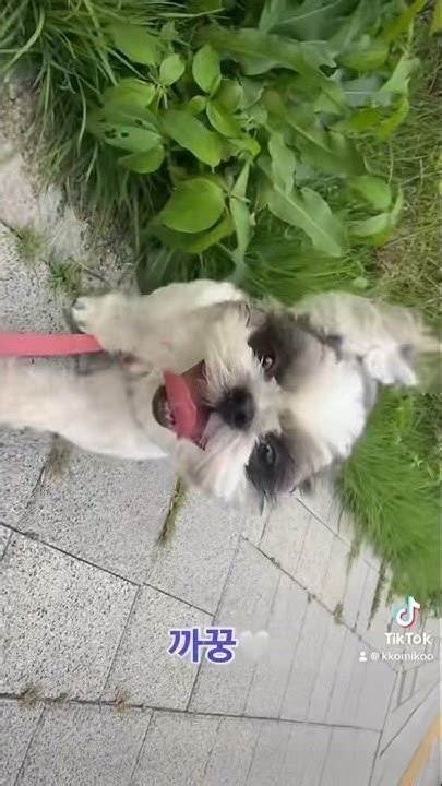 강아지 랜선 산책 시키기💛 Shihtzu 강아지 강아지일상 강아지브이로그 강아지유튜브 시츄 Dogshorts