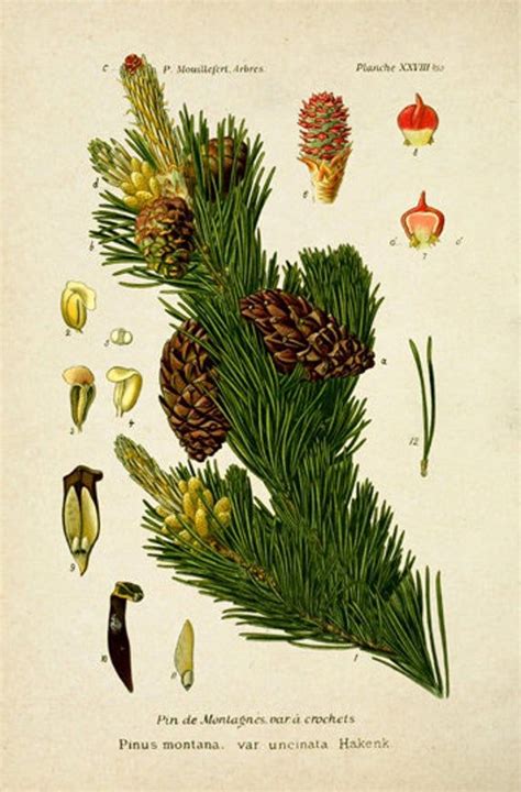 Pine Cone Print Pine Tree Botanical Print Wall Art Print Forest Poster