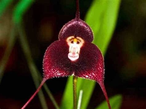 Dracula Simia Alchetron The Free Social Encyclopedia