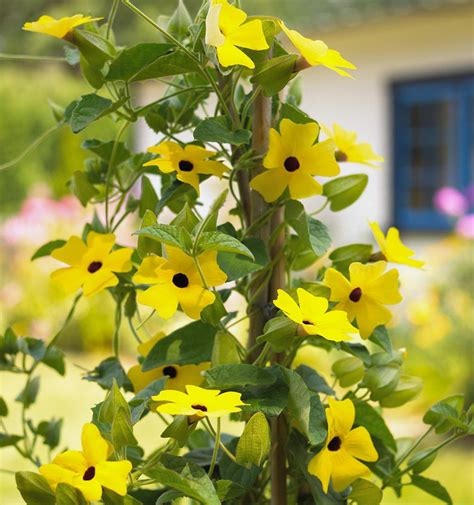 How To Plant And Grow Black Eyed Susan Vine