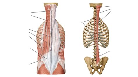 Intrinsic Back Muscles Diagram Quizlet